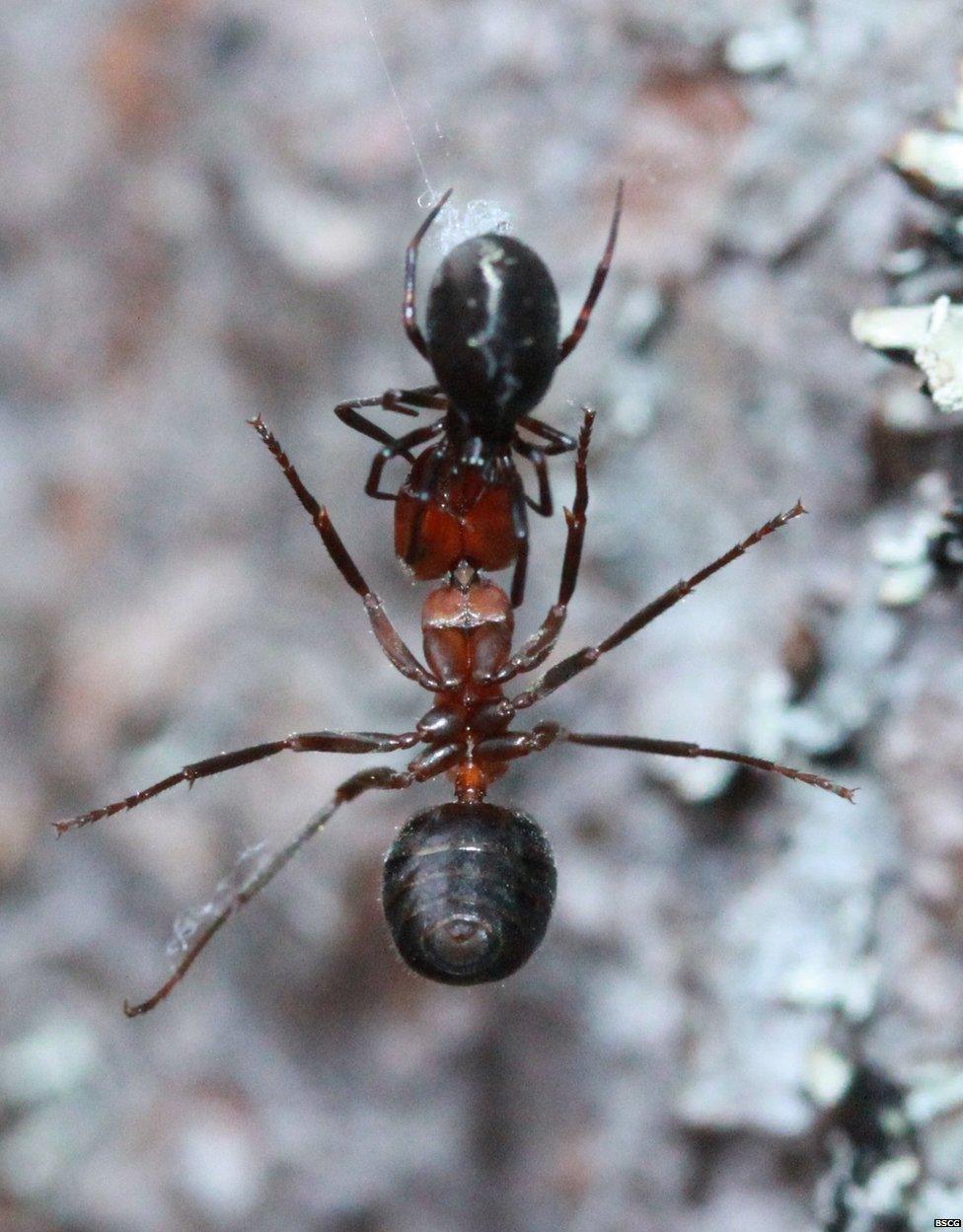 Bugs life: In the lair of the wood ant eating spider - BBC News