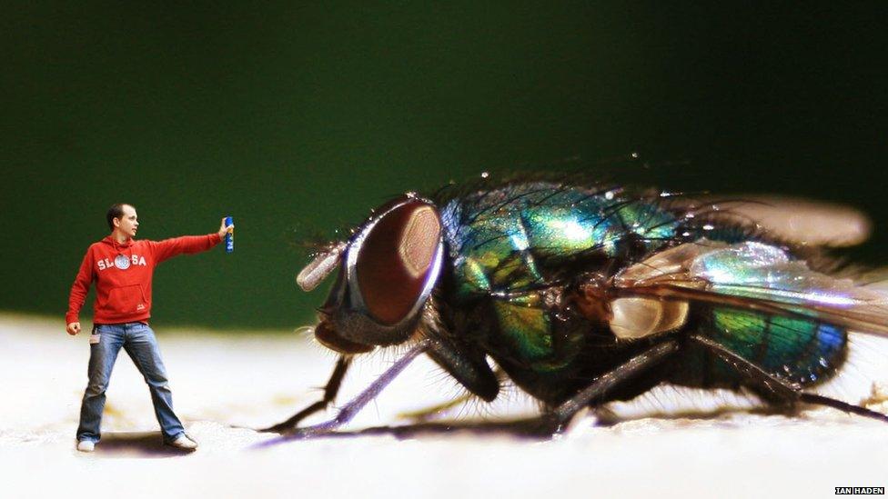 Your pictures: Insects - BBC News