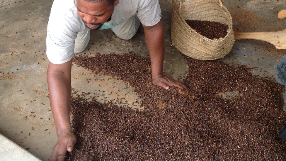 In pictures: Zanzibar's clove harvest - BBC News