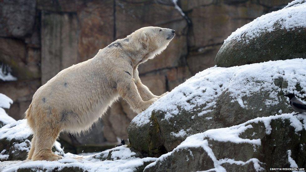 Photos of snow from across the globe - BBC Weather
