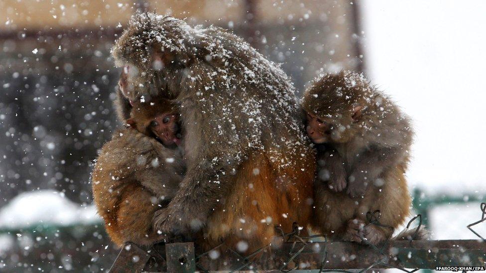 Photos of snow from across the globe - BBC Weather