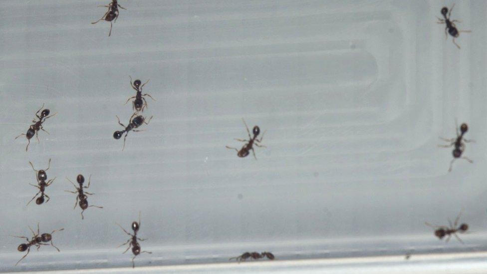 'Leaders and lifters' help ants move massive meals - BBC News