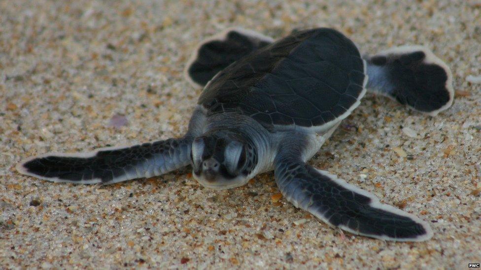 Well-meaning people are accidentally drowning tortoises - BBC News