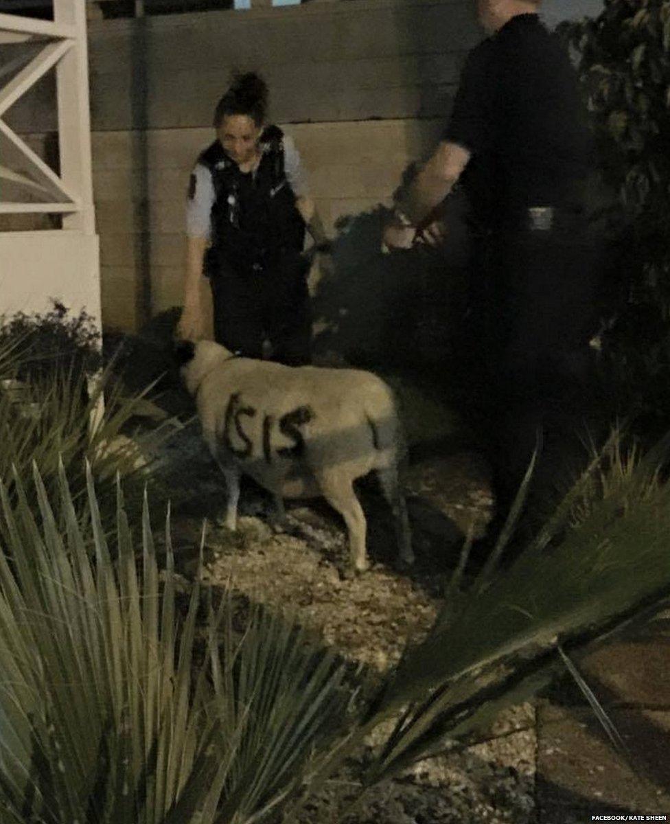 Sheep kidnapped and spray painted ISIS in Auckland, New Zealand - BBC News