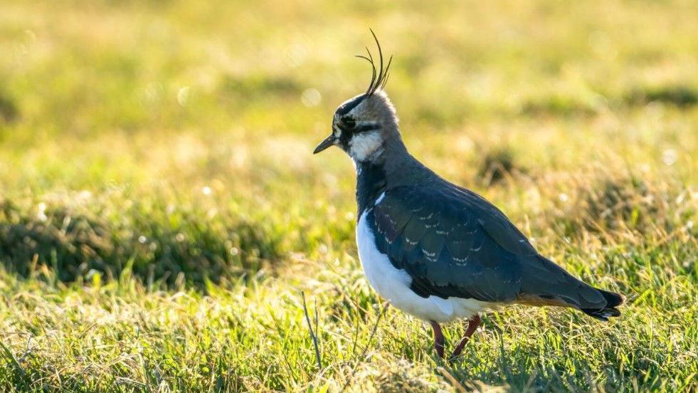 Sunken Thames barges create new Essex island for birds - BBC News