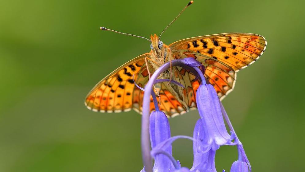 Butterfly numbers are dropping but here are five species you may see ...