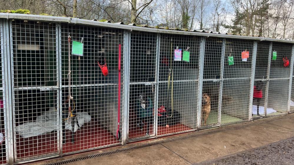 Shropshire dog rescue centre launches fundraiser for new kennels - BBC News
