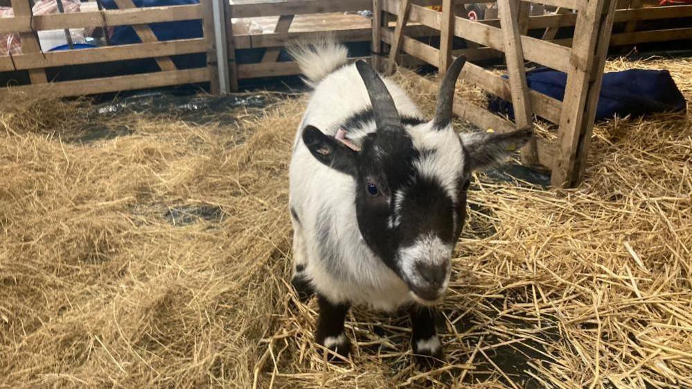 Animals among stars in Coventry church's nativity play - BBC News