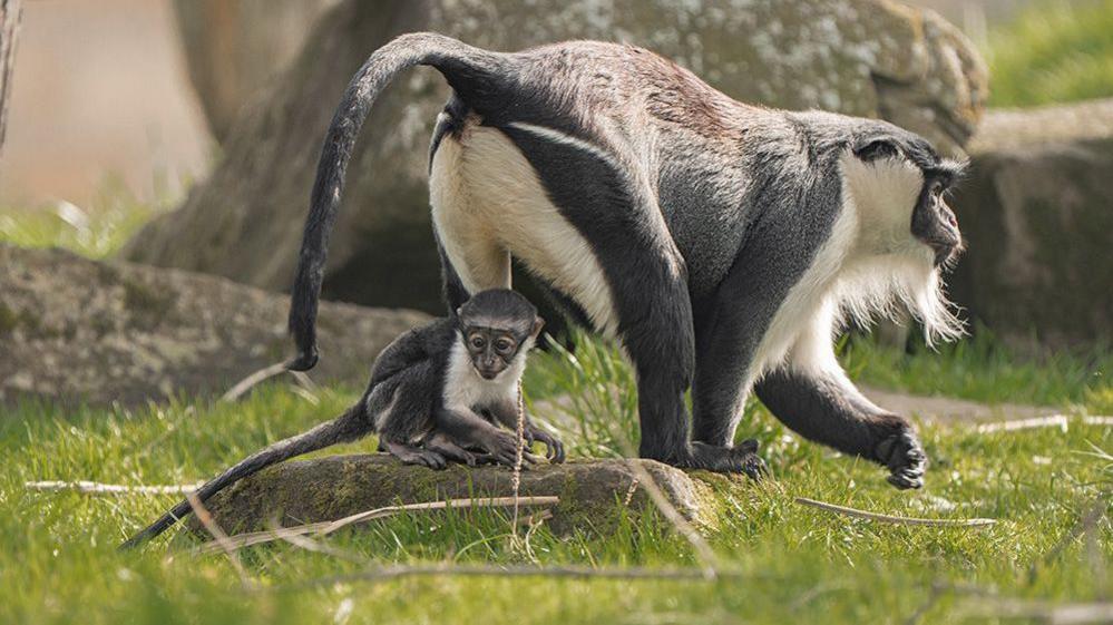 Chester Zoo monkey can hold its baby thanks to pioneering op - BBC News