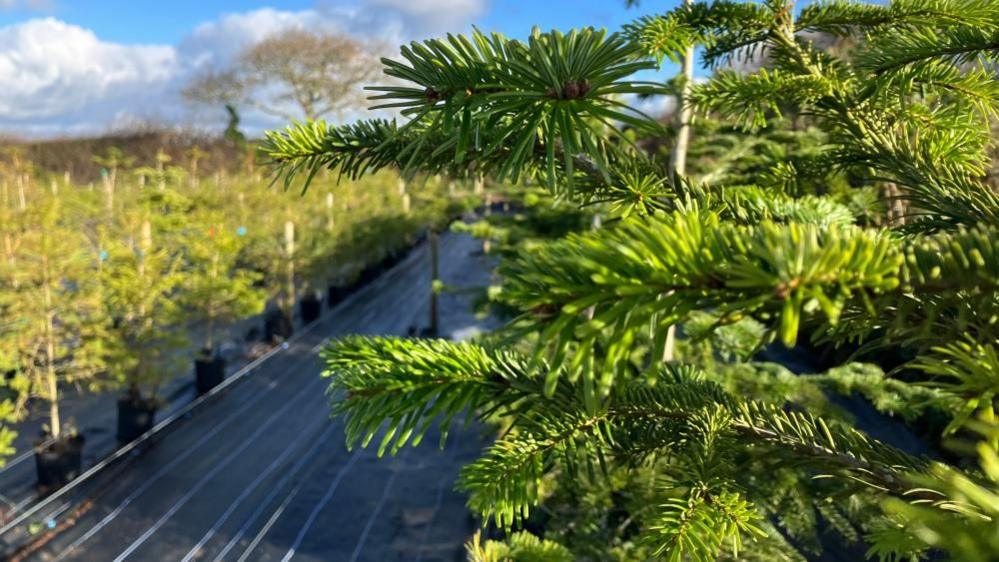 Cornwall farm says trees are for life - not just Christmas - BBC News