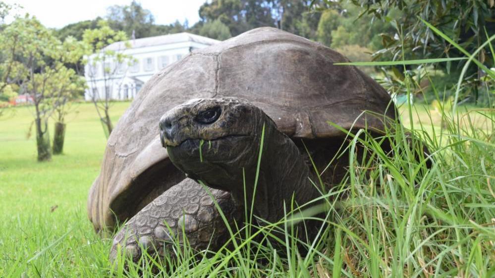 Scuttle the tortoise back in Truro home after eight-month wander - BBC News