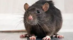 Fayyaa - BBC News Afaan Oromoo