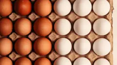 ઈંડું, સફેદ ઈંડું, બ્રાઉન ઈંડું, ઍગ, egg, brown egg, ગુજરાત, શાકાહાર, માંસાહાર, પ્રોટીન, સ્વાસ્થ્ય, બીબીસી ગુજરાતી