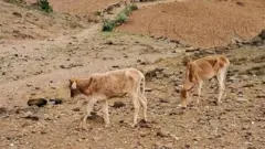 በትግራይ የተከሰተው ድርቅ 