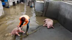 台灣南部暴雨成災，圖為7月29日嘉義一名豬農把淹浸水中的豬隻移走。