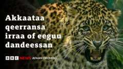 Oduu - BBC News Afaan Oromoo