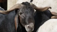 Labaran Duniya - BBC News Hausa