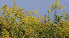 Co je ambrózie a jak vypadá?