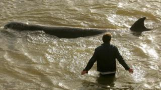 Londres: cómo el río Támesis fue rescatado de la muerte - BBC News Mundo