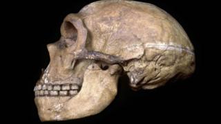 Por que só humanos têm queixo - e para que ele serve? - BBC News Brasil