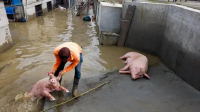 台灣南部暴雨成災，圖為7月29日嘉義一名豬農把淹浸水中的豬隻移走。