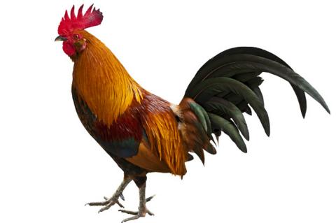 El periplo del pollo: salió de la selva peleando y fue despreciado por ...