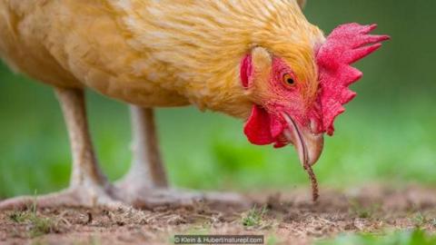 Ayam ternyata tidak sebodoh yang dibayangkan - BBC News Indonesia