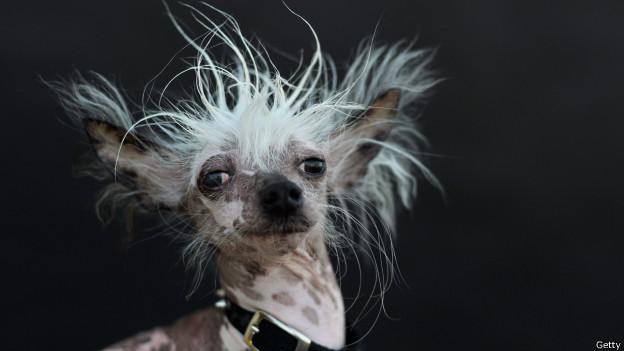 Conoce a los perros "más feos del mundo" - BBC News Mundo