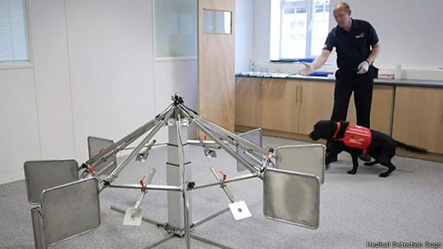 ¿Cómo entrenan a los perros para que puedan detectar el cáncer? - BBC ...