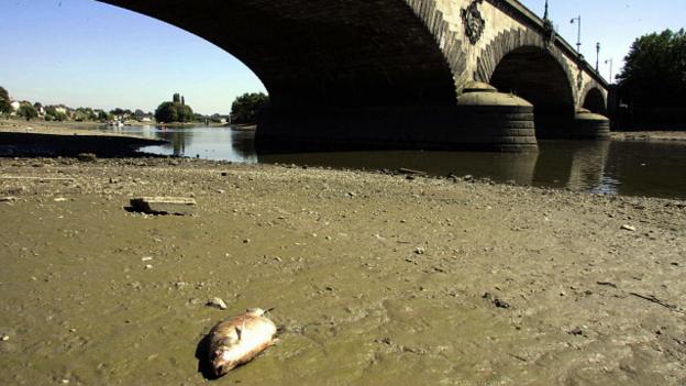 Londres: cómo el río Támesis fue rescatado de la muerte - BBC News Mundo