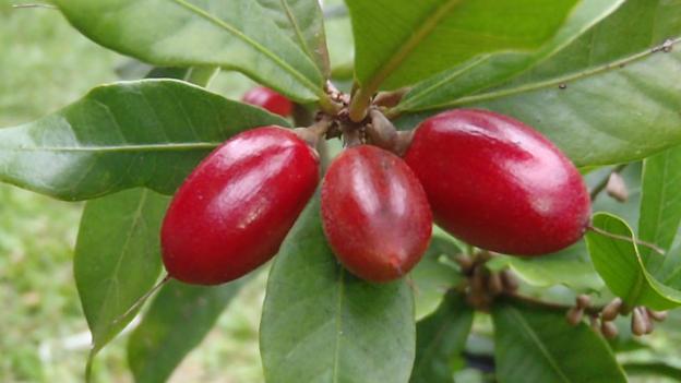 Apresentador testa ‘fruta milagrosa’ que deixa tudo doce e se ...