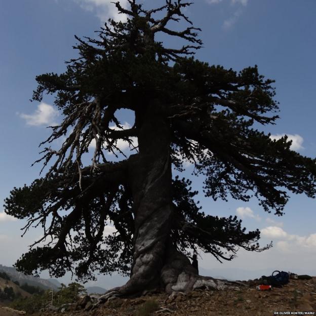 Adonis, el árbol milenario que creció con el período bizantino, fue ...