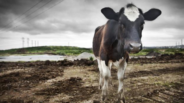 ¿Qué tan saludable es la leche de vaca para los seres humanos? - BBC ...