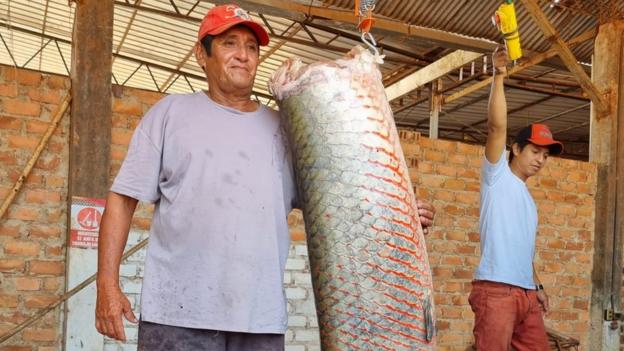 Le paiche : Le poisson invasif de 200 kilogrammes qui se nourrit de ...