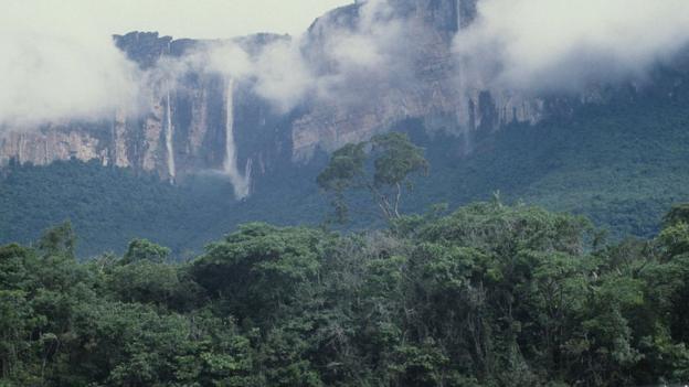 El hallazgo del árbol más alto del Amazonas (y por qué es una incógnita ...