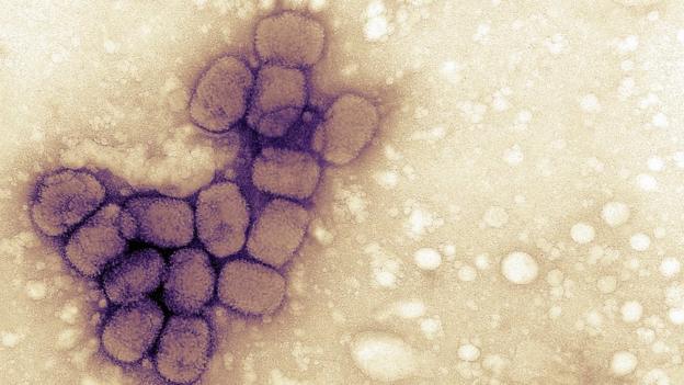 El misterioso virus que nos protege de la viruela del mono - BBC News Mundo