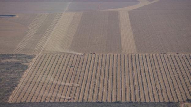 Como Cerrado se tornou bioma mais ameaçado do Brasil, à frente da ...