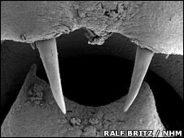 Cientistas britânicos descobrem o 'peixe-drácula' - BBC News Brasil