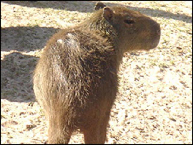 Chigüire, una delicatessen venezolana - BBC News Mundo