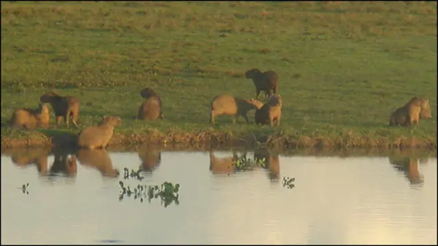 Chigüire, una delicatessen venezolana - BBC News Mundo