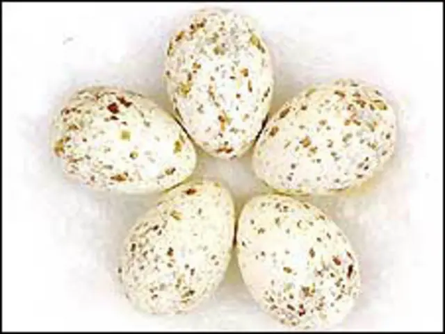 Huevos de ave, tesoros colombianos - BBC News Mundo