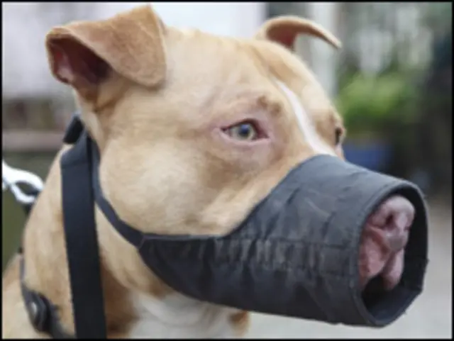 "Un perro es tan bueno como un cuchillo" - BBC News Mundo