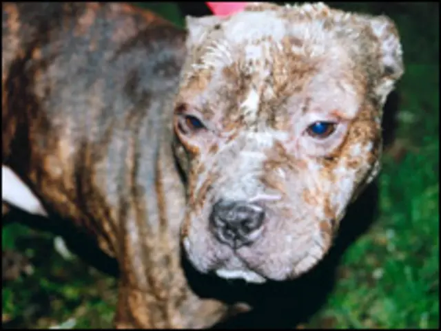 "Un perro es tan bueno como un cuchillo" - BBC News Mundo