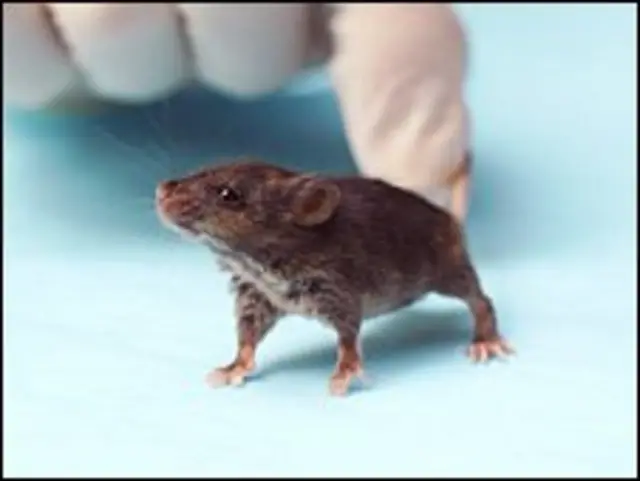 Finalizan la secuencia del genoma del ratón - BBC News Mundo