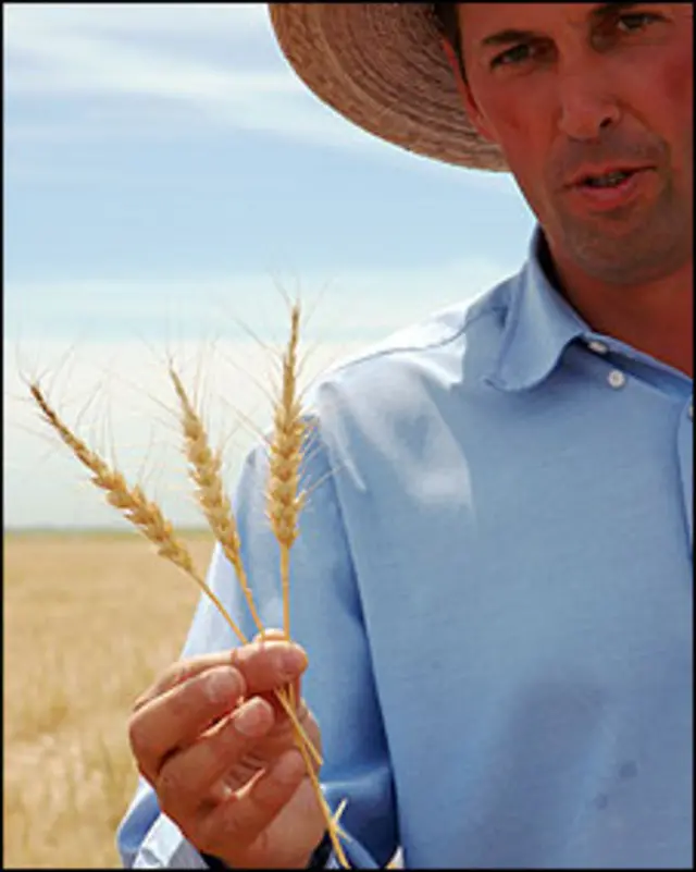 Trigo y maíz: S.O.S. - BBC News Mundo