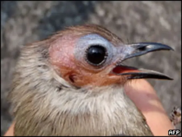 Descubren raro pájaro calvo en Laos - BBC News Mundo