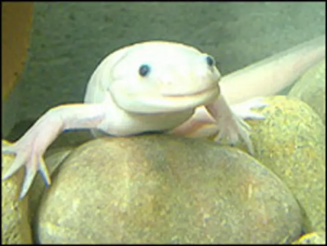 Cientistas estudam anfíbio 'monstro' para tratar regeneração de membros ...