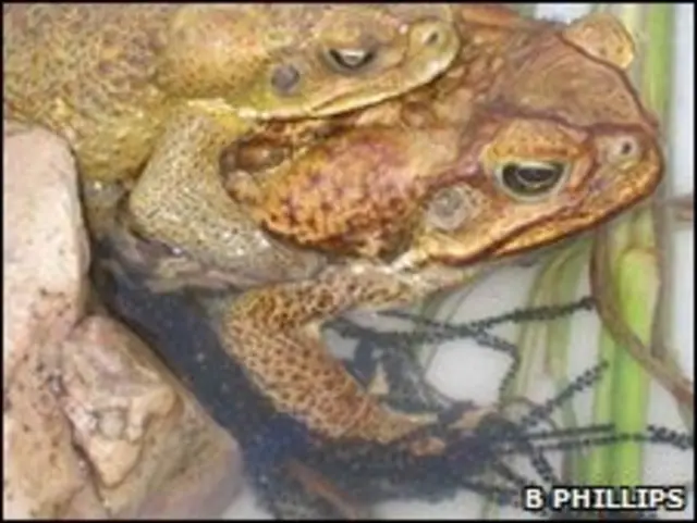 Predadores De Sapos Venenosos Ceratophrys Ornata Wikipedia, La