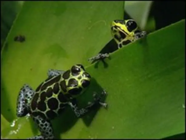 Rana peruana revela secreto de la fidelidad - BBC News Mundo