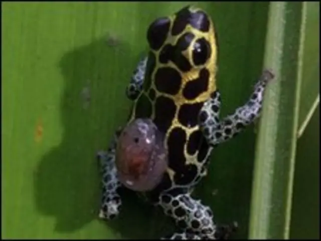 Rana peruana revela secreto de la fidelidad - BBC News Mundo